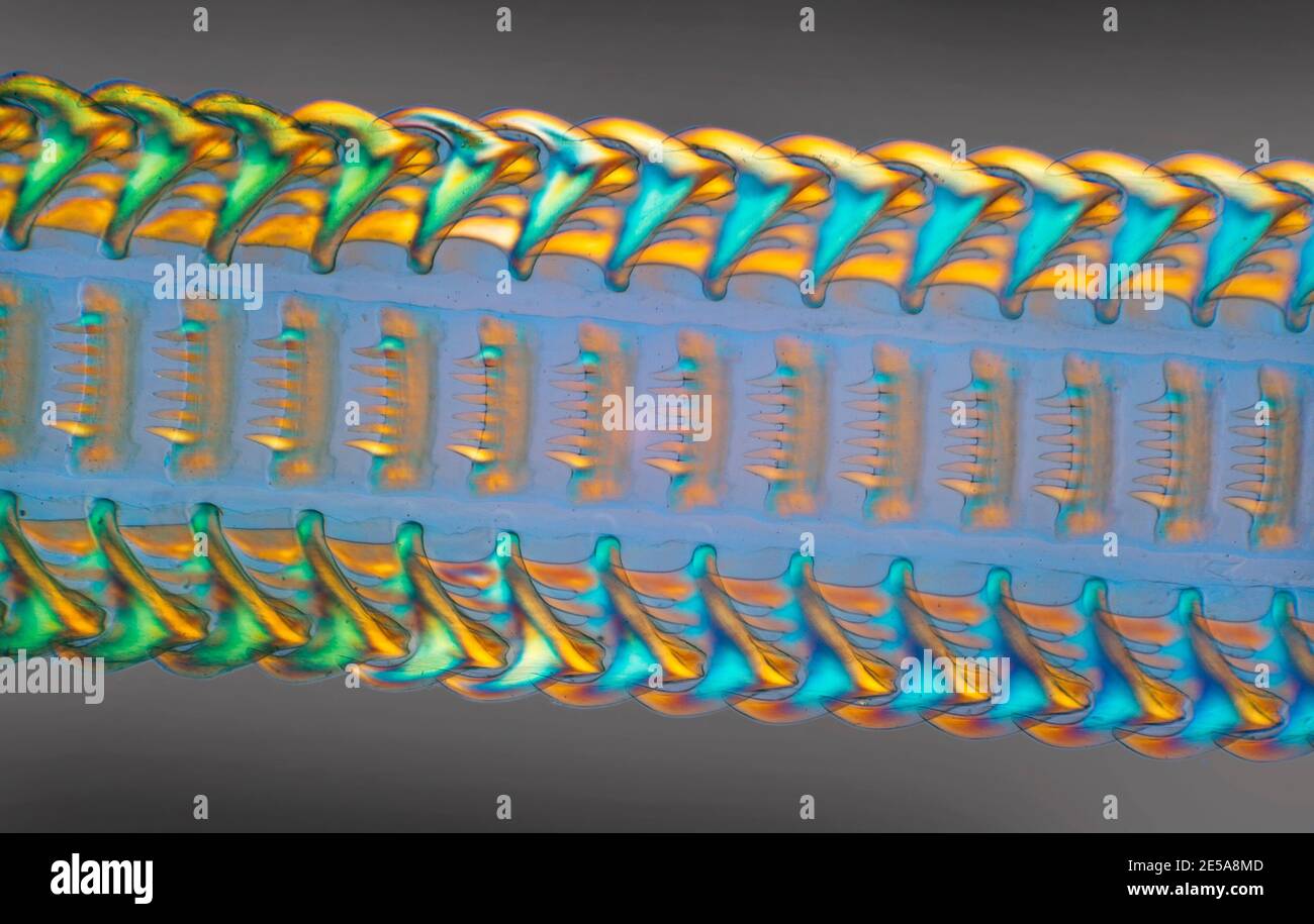 Palate of whelk (radula) cross polarized illumination, photomicrograph ...