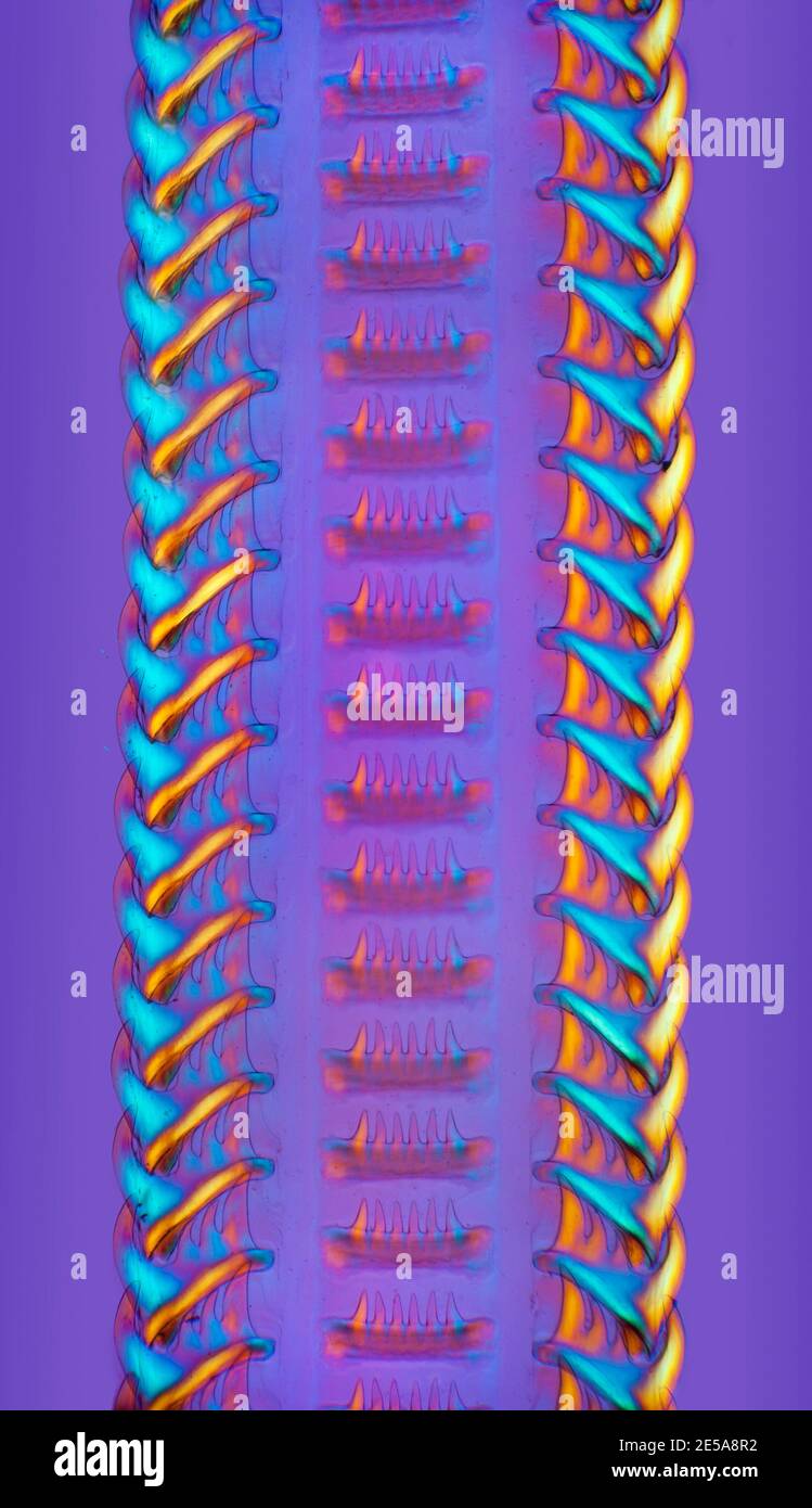 Palate of whelk (radula) cross polarized illumination & wave plate ...