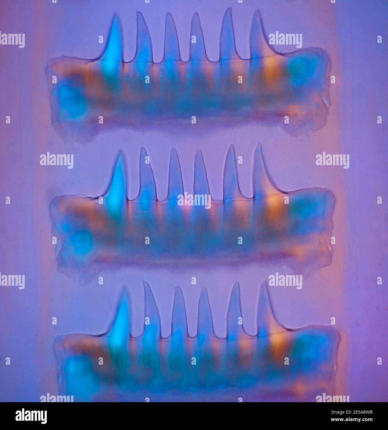 Radula whelk hi-res stock photography and images - Alamy