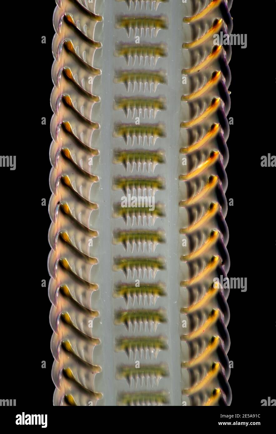 Palate of whelk (radula) cross polarized illumination, photomicrograph ...