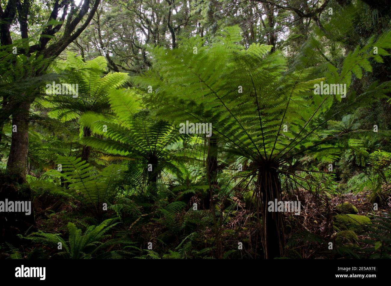 Rainforest with New Zealand tree ferns Dicksonia squarrosa. Milford ...