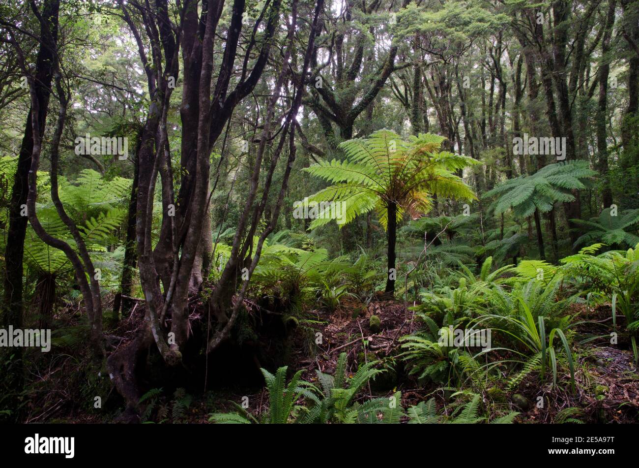 Rainforest with New Zealand tree ferns Dicksonia squarrosa and crown ...