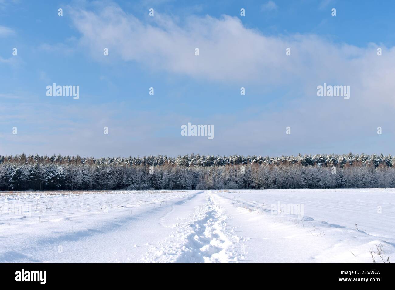 Snow-covered road to the forest in the background, visible blue sky ...