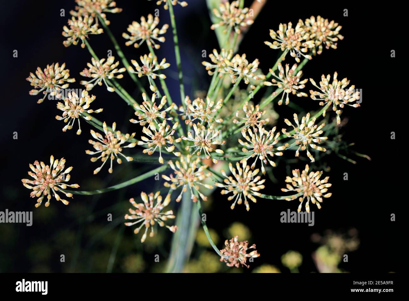 Foeniculum dulce hi-res stock photography and images - Alamy
