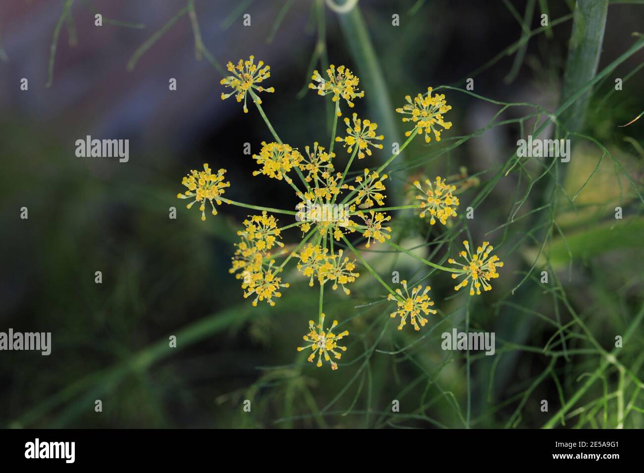 Flowering Fennel plant (Foeniculum dulce) going to seed Stock Photo - Alamy