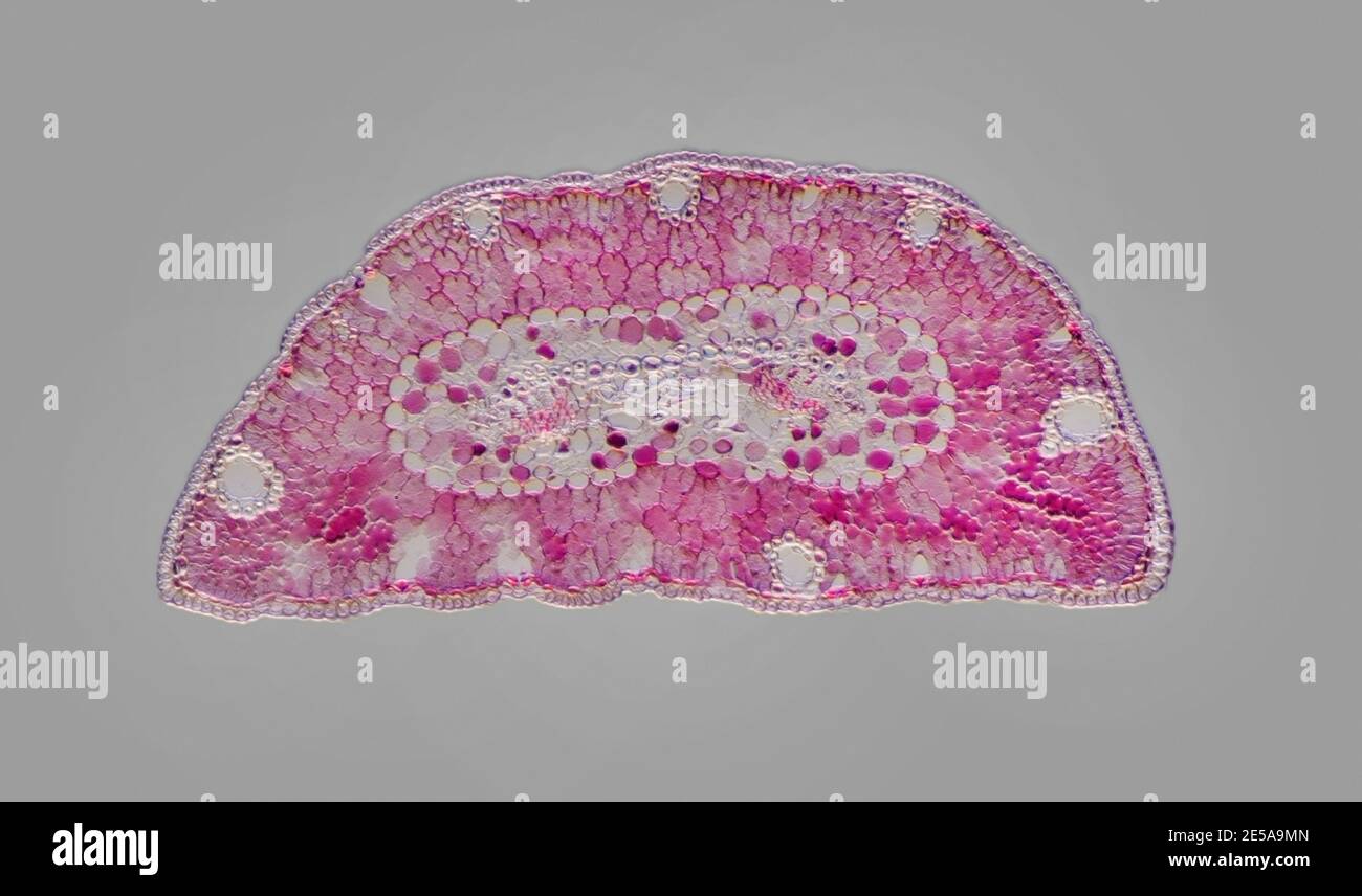 Scots Pine, Pinus sylvestris, leaf (needle) TS Stock Photo - Alamy