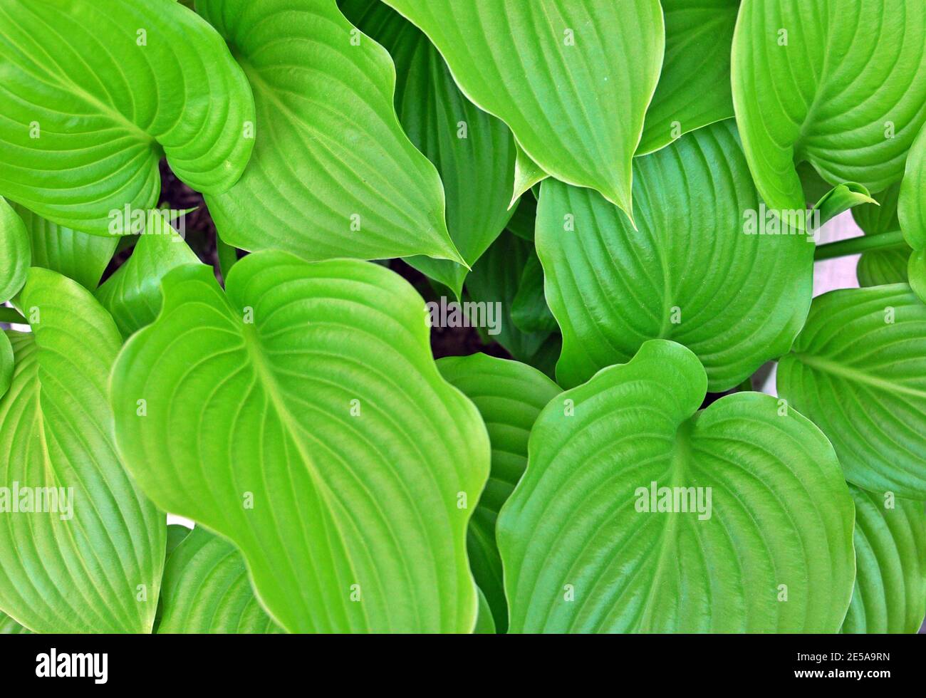 Big green leaves hi-res stock photography and images - Alamy