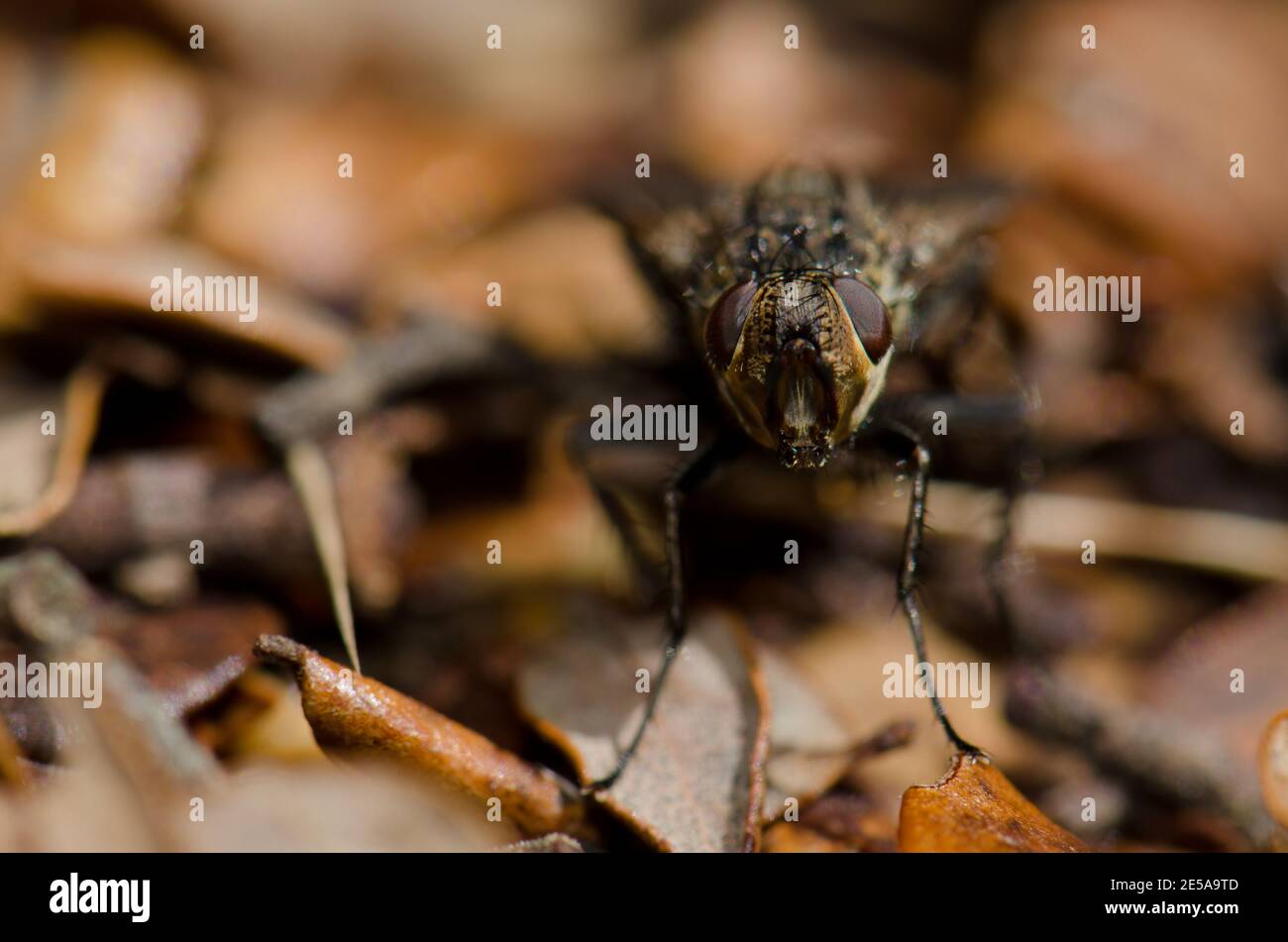 Macro photography of forest floor insects High Resolution Stock ...