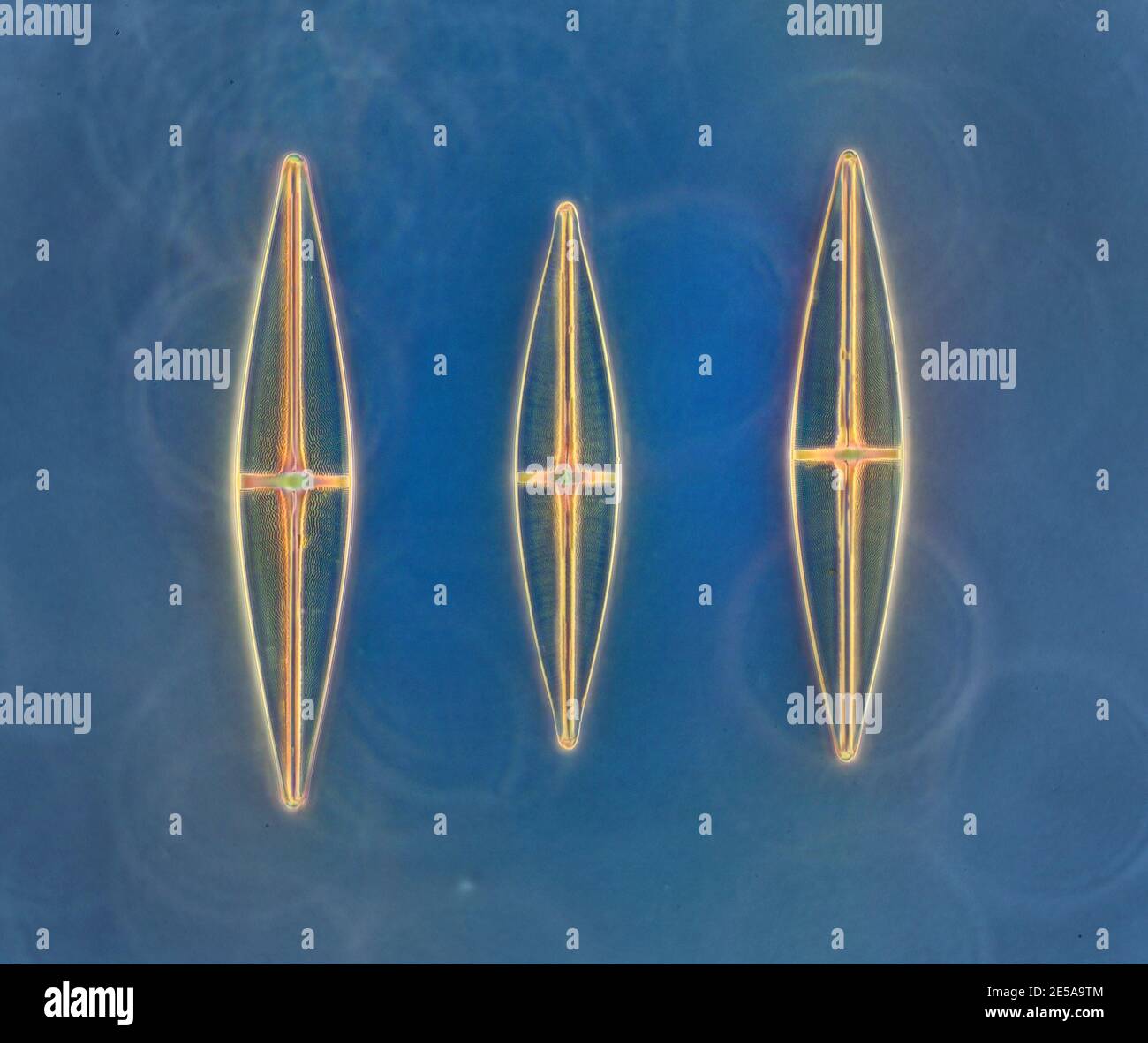Diatoms, Stauroneis phoenicenteron, Maine, USA Stock Photo - Alamy