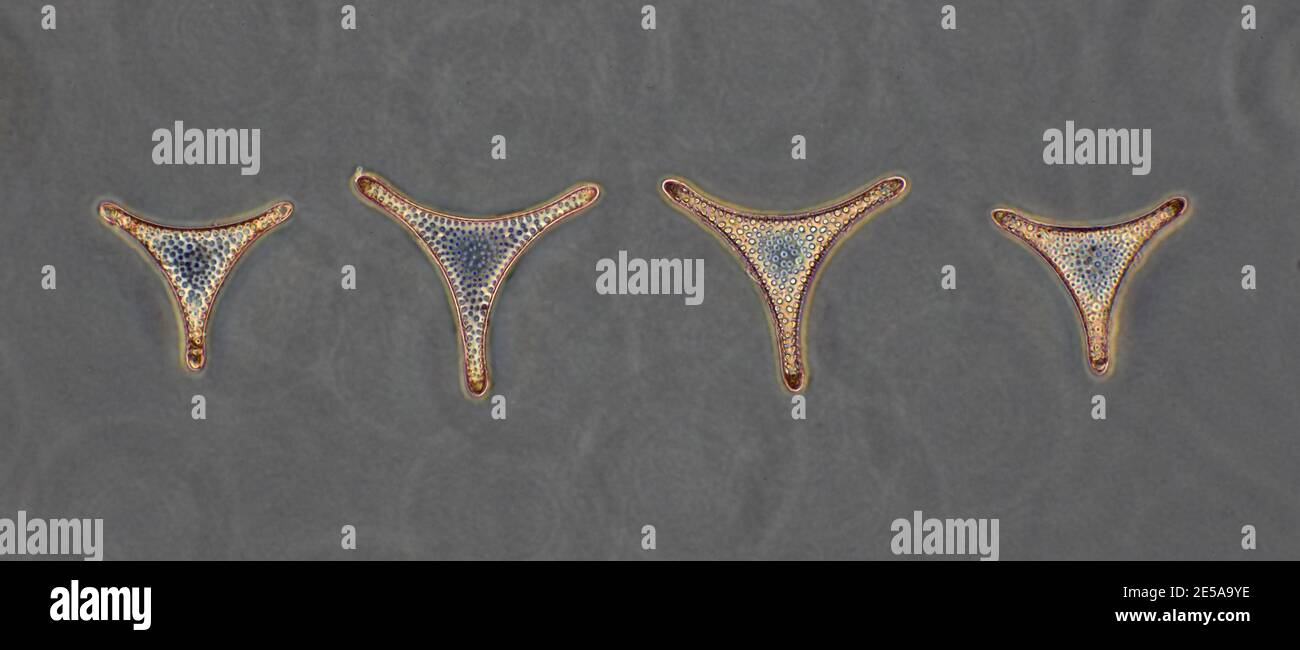 Phytoplankton biodiversity microscope hi-res stock photography and ...