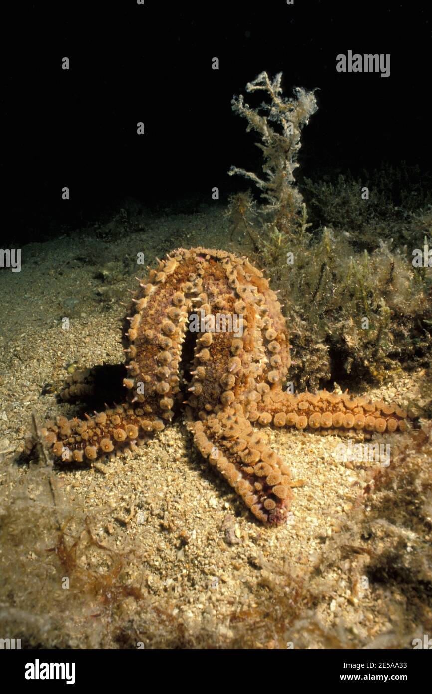 Marthasterias glacialis, spiny starfish, Eisseestern, fressend, feeding ...