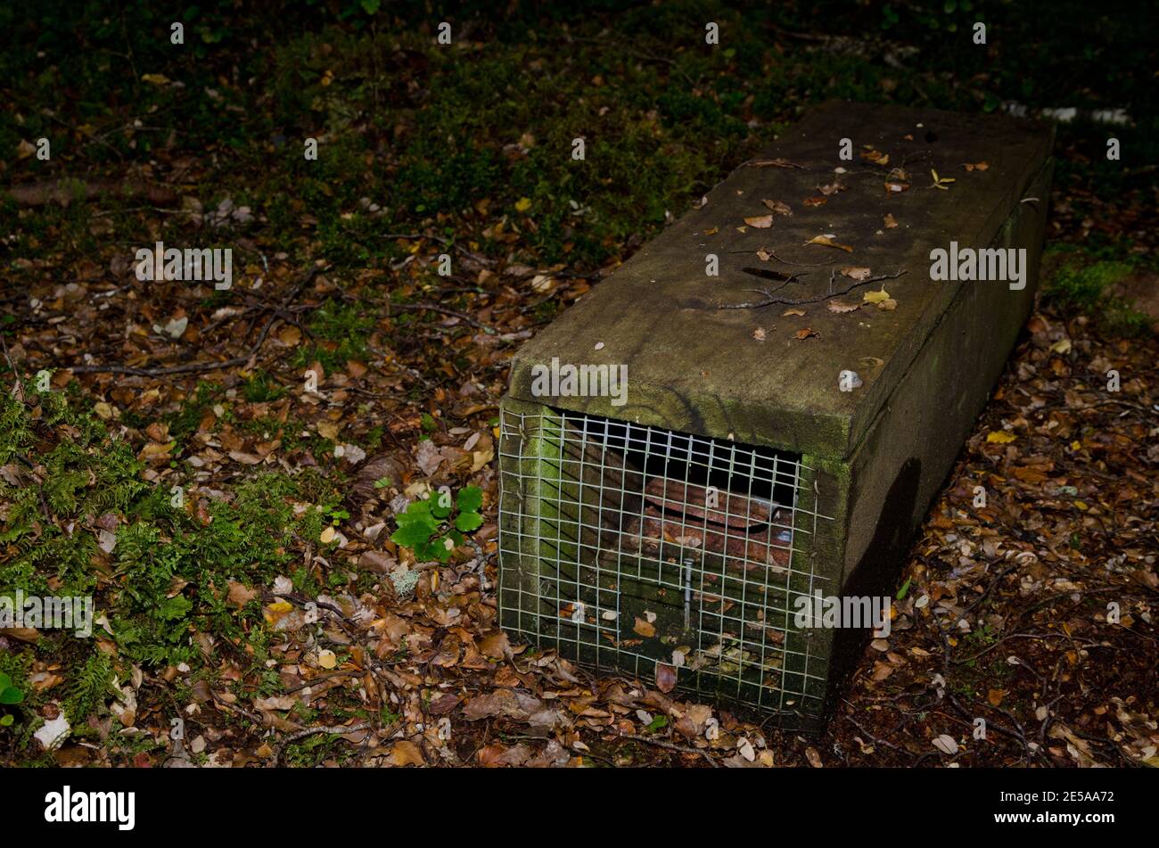 Invasive forest pests hi-res stock photography and images - Alamy
