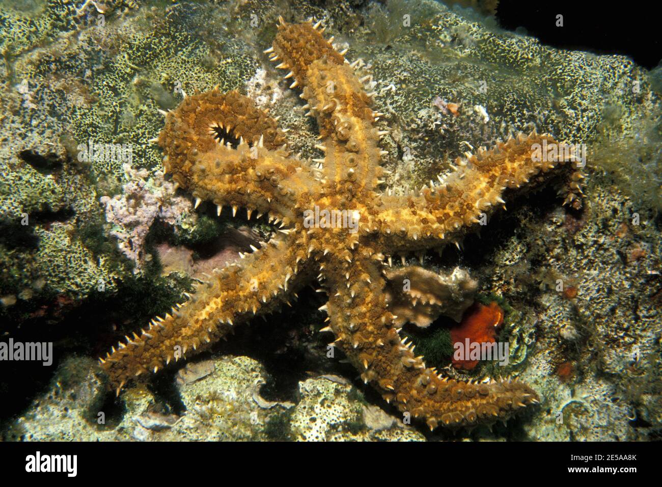 Marthasterias glacialis, spiny starfish, Eisseestern Stock Photo - Alamy