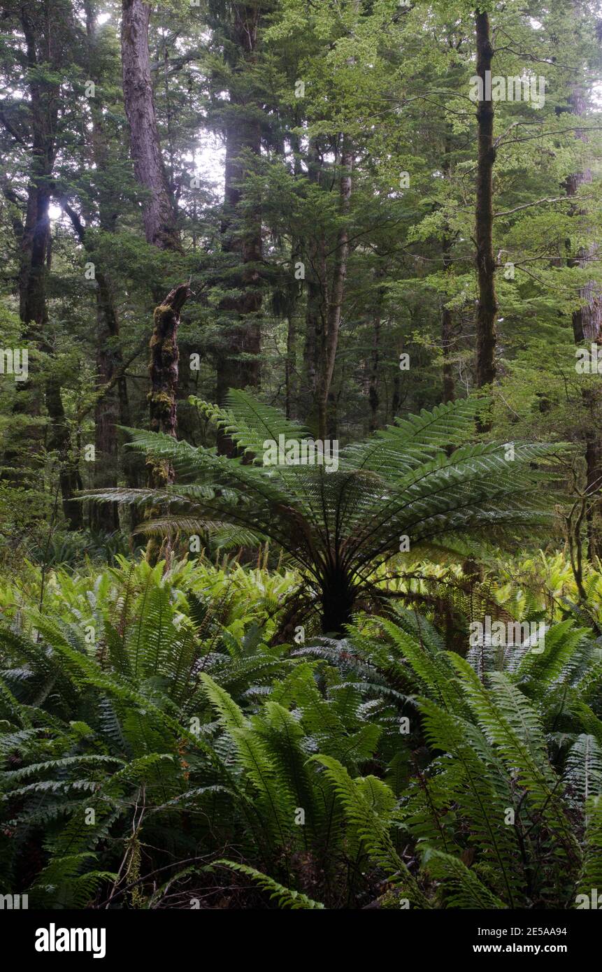Rainforest with New Zealand tree fern Dicksonia squarrosa and crown ...