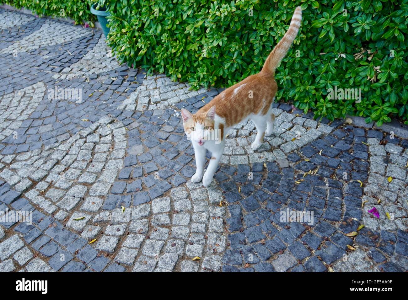 Cats eyes on road hi-res stock photography and images - Alamy