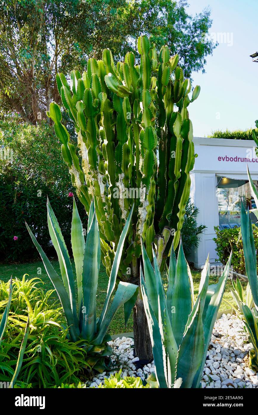 Big cactus hi-res stock photography and images - Alamy
