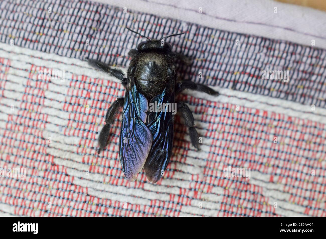 Giant carpenter bee hi-res stock photography and images - Alamy