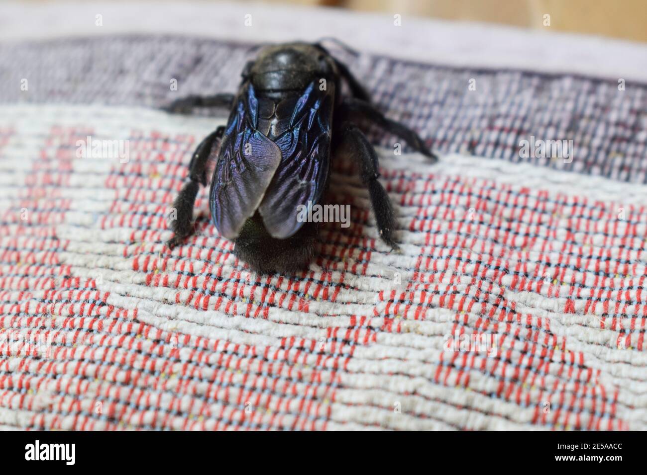 Blue carpenter bees hi-res stock photography and images - Alamy