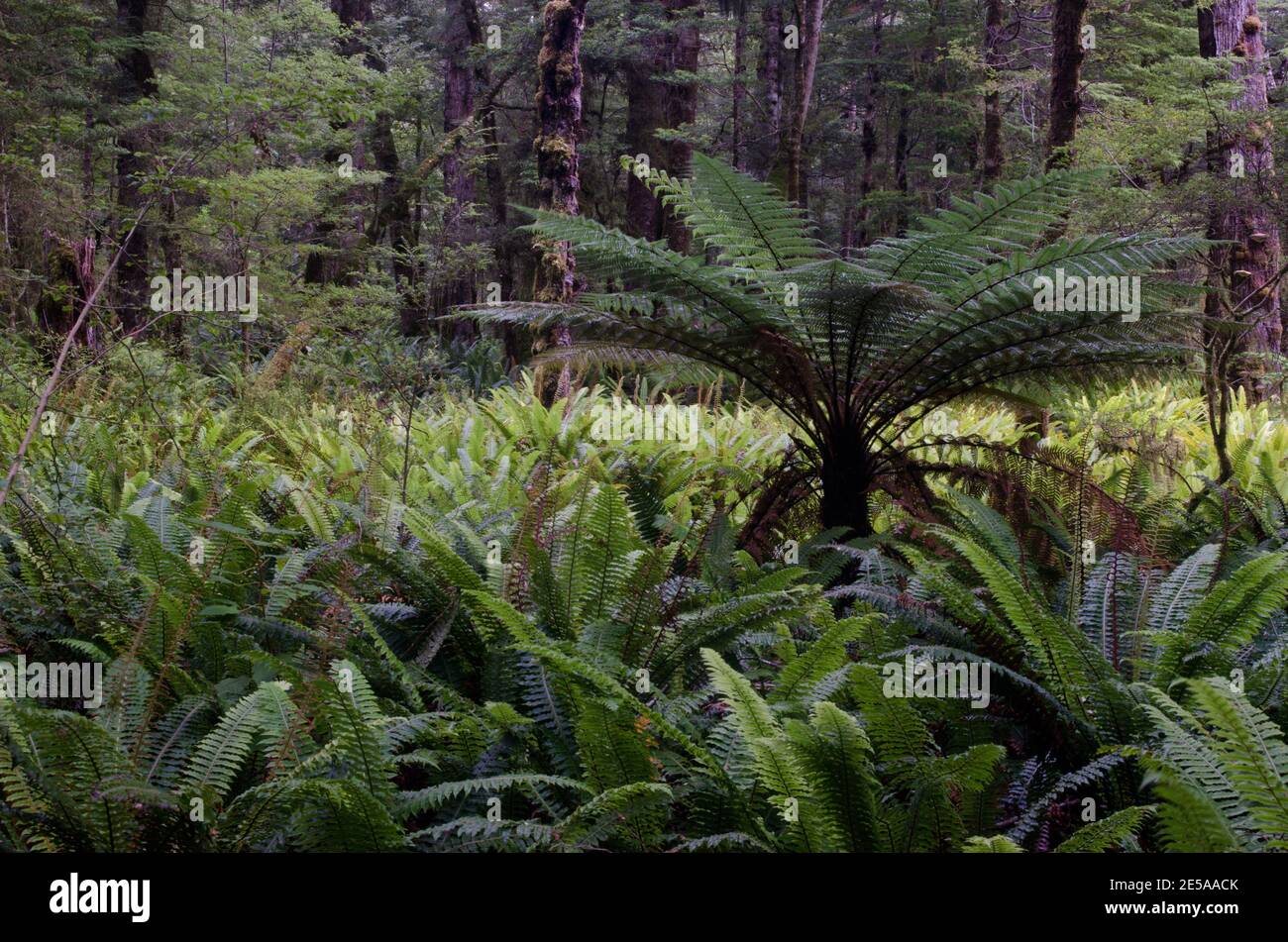 Rainforest with New Zealand tree fern Dicksonia squarrosa and crown ...