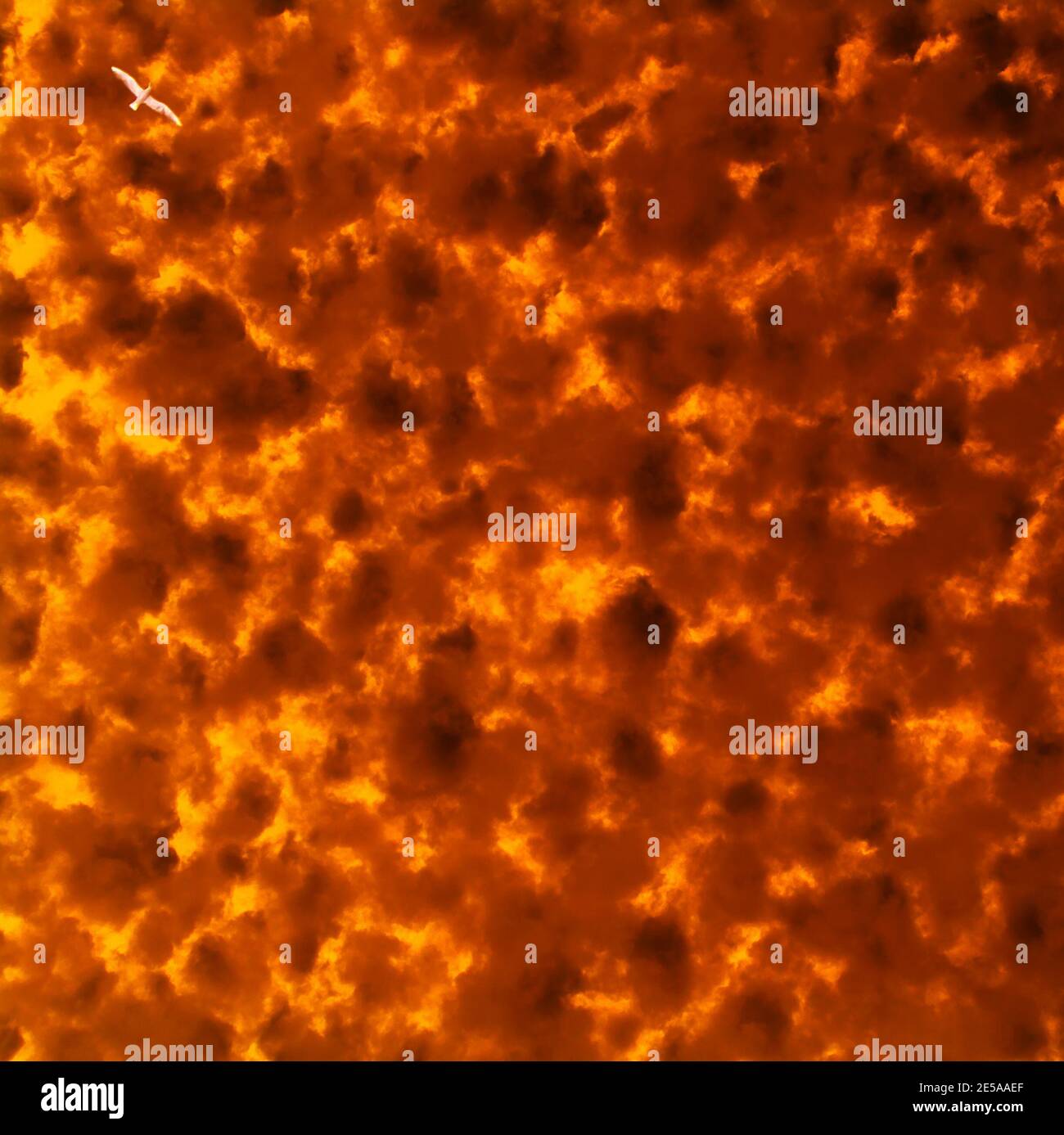 Bird flies away escaping from hot magma. Smoke and fire. Disaster ...