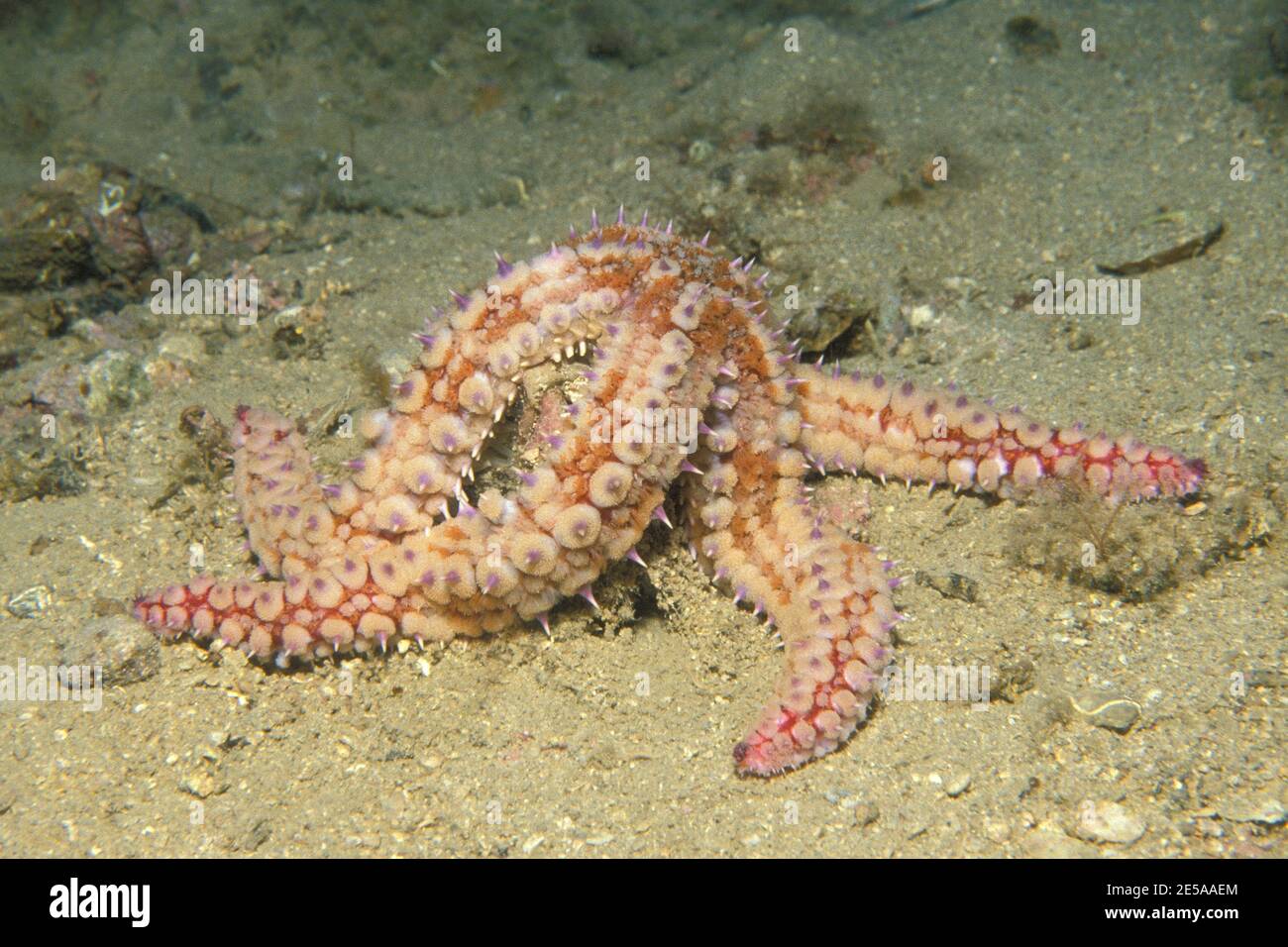 Marthasterias glacialis, spiny starfish, Eisseestern, fressend, feeding ...