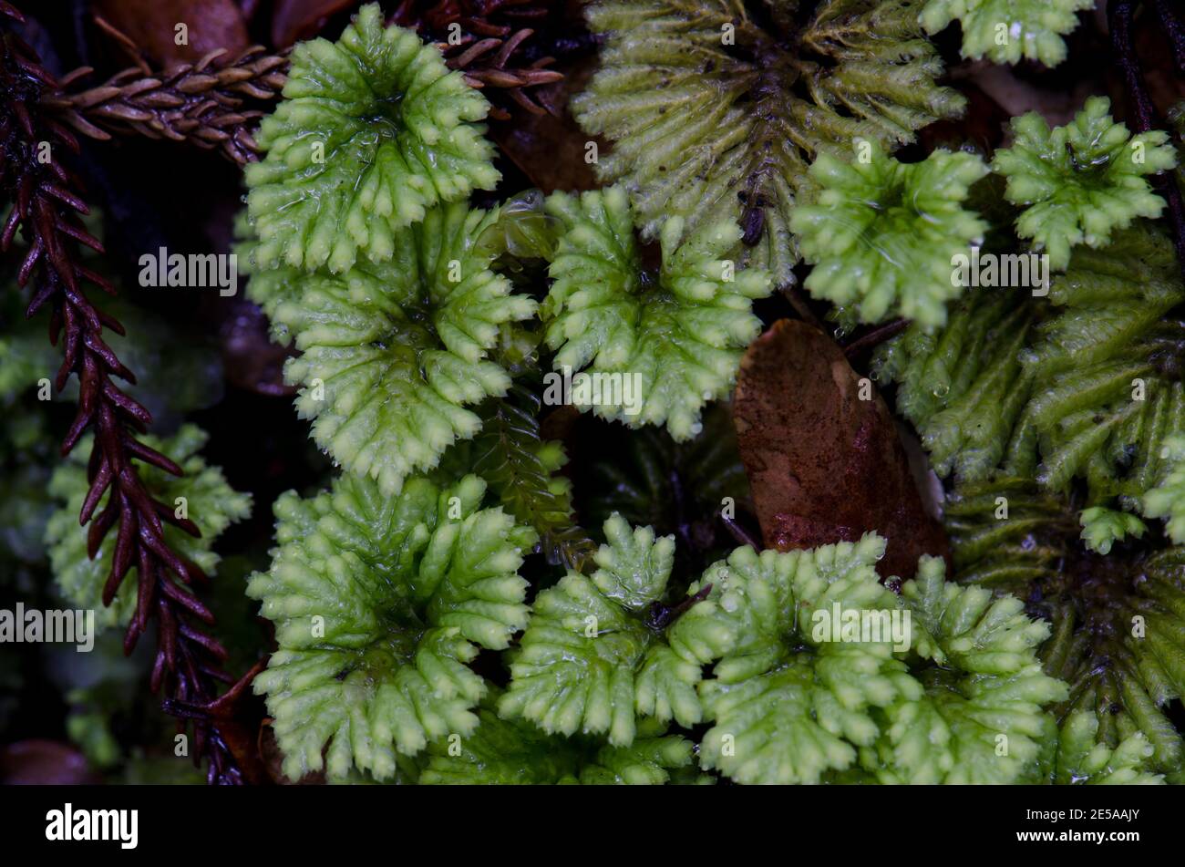 Wild plants moss new zealand hi-res stock photography and images - Alamy