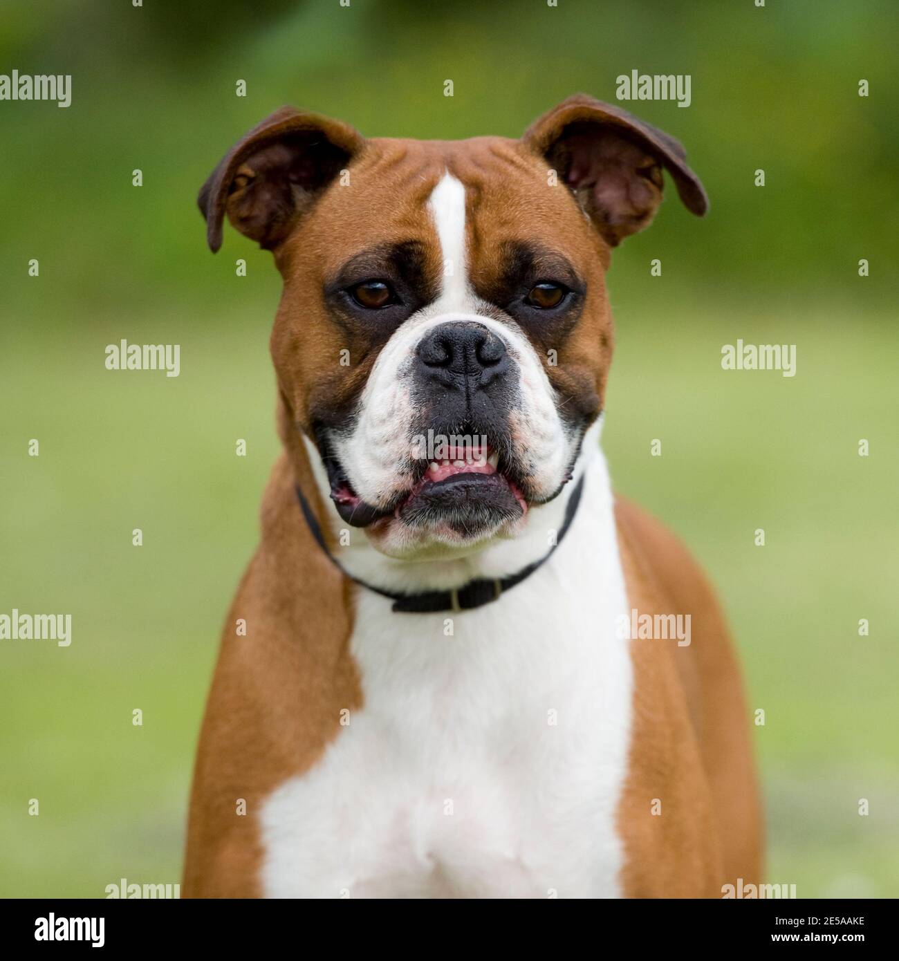 Boxer dog pedigree Stock Photo - Alamy