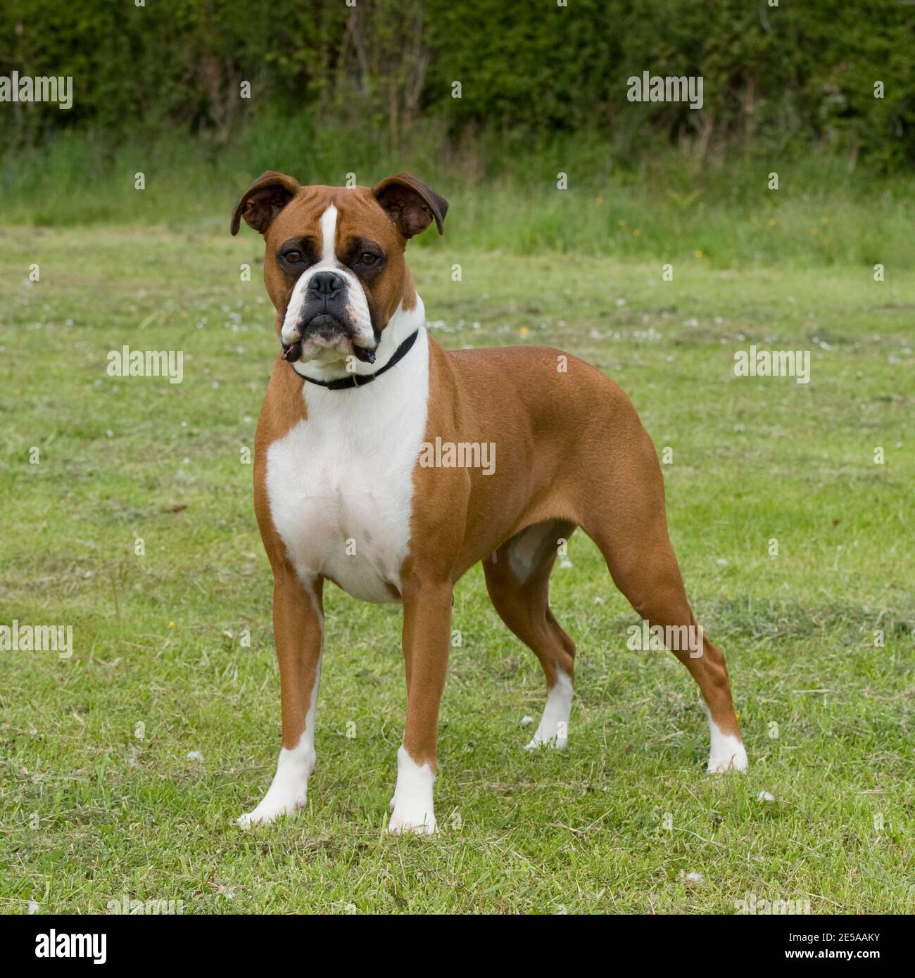 Stood Standing High Resolution Stock Photography and Images - Alamy