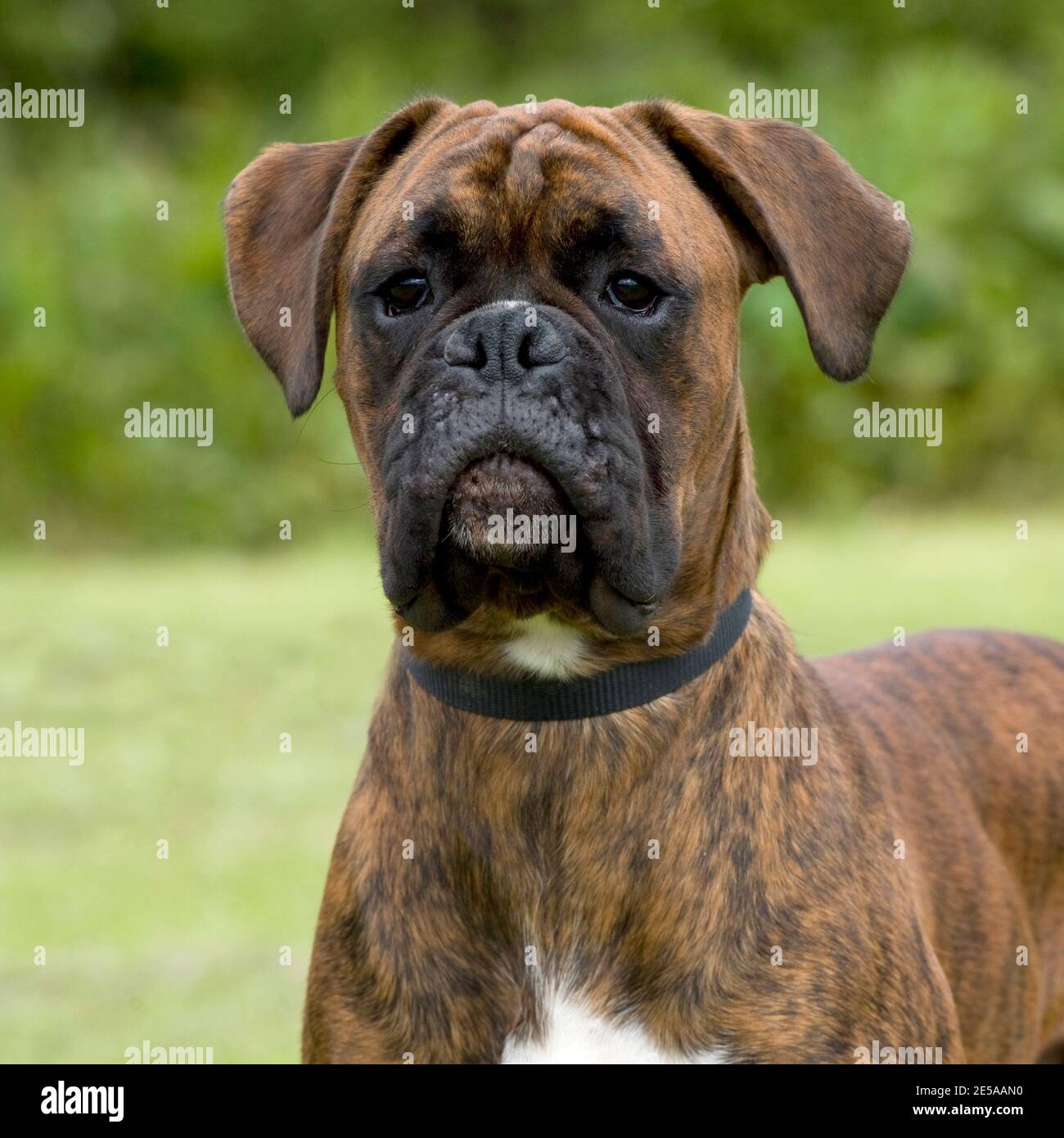 Boxer dog pedigree Stock Photo - Alamy