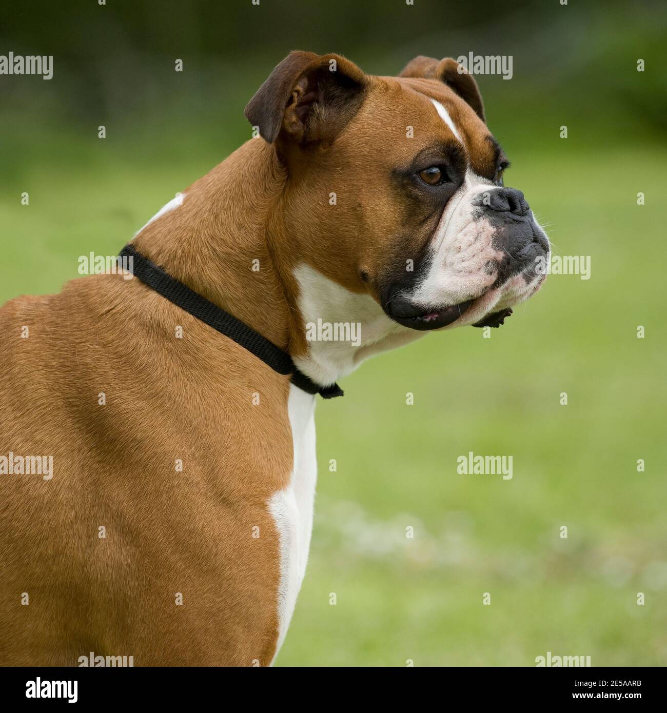 Boxer dog pedigree Stock Photo - Alamy
