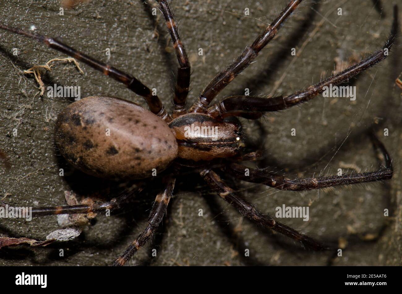 Spider in Fiordland National Park. Southland. South Island. New Zealand ...