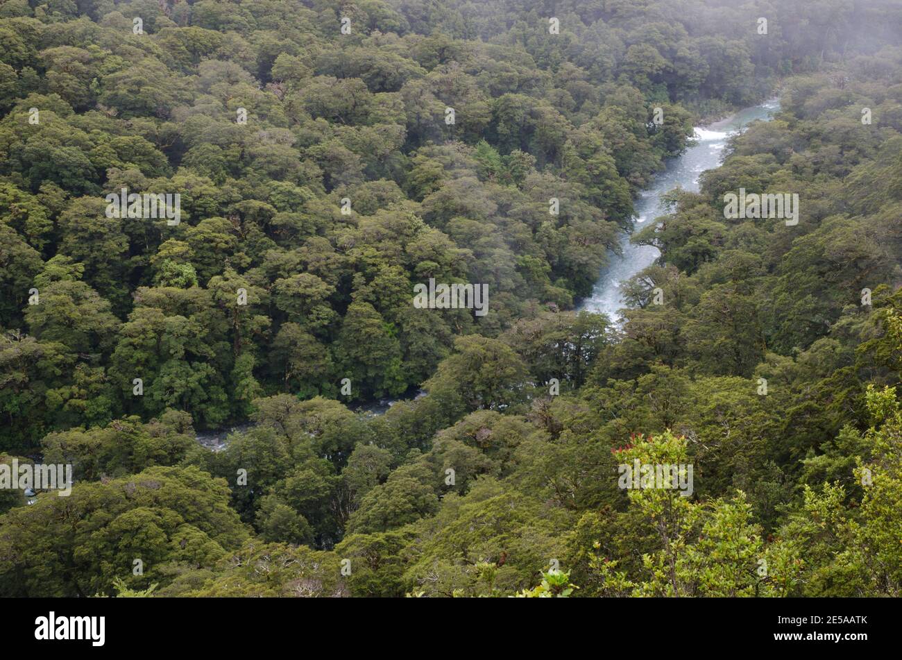River and rainforest. Fiordland National Park. Southland. South Island ...