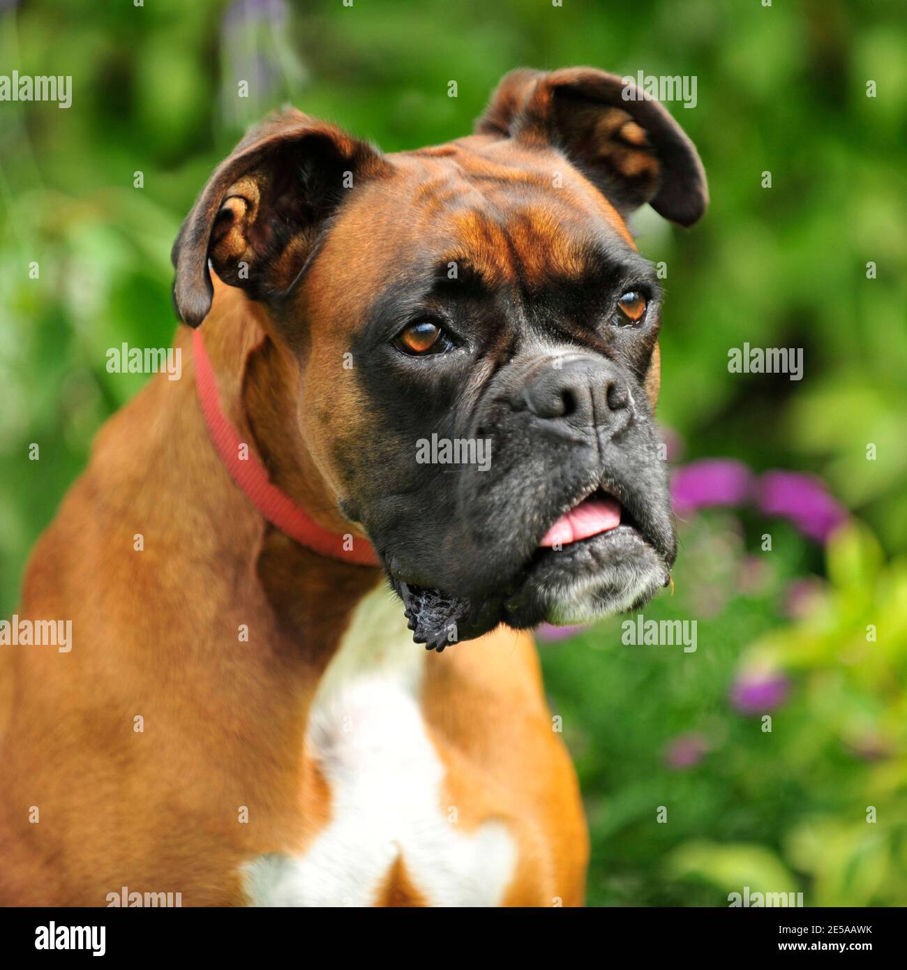 Boxer dog pedigree Stock Photo - Alamy