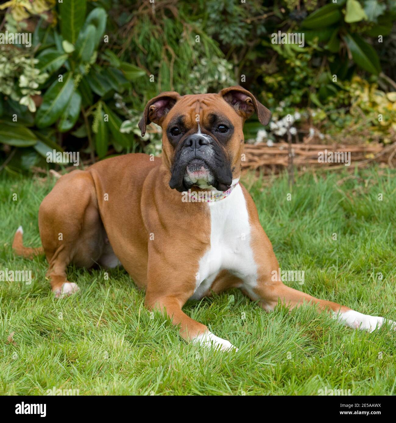 Boxer dog pedigree Stock Photo - Alamy
