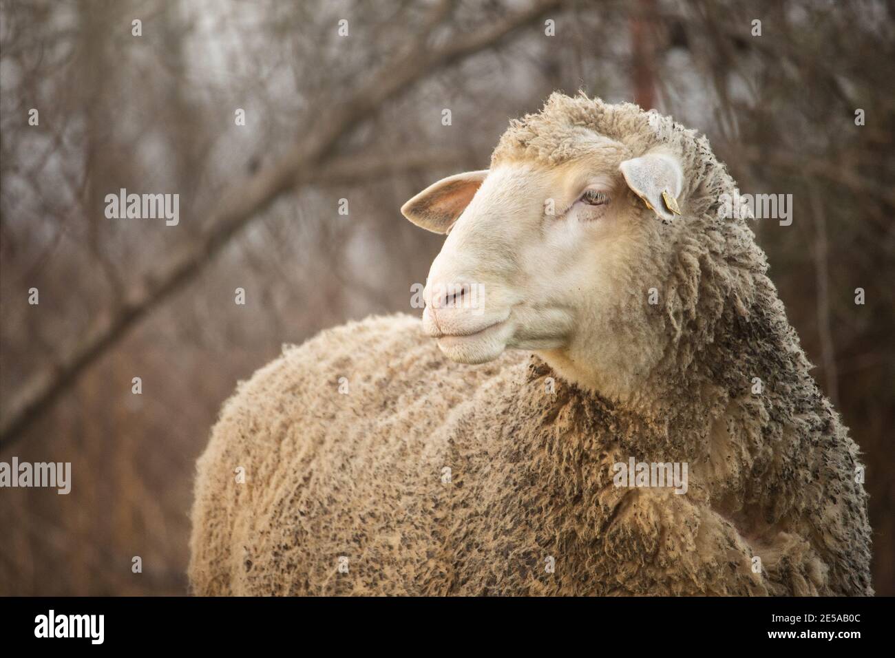 Sheep in nature on the meadow. Farming outdoor Stock Photo - Alamy