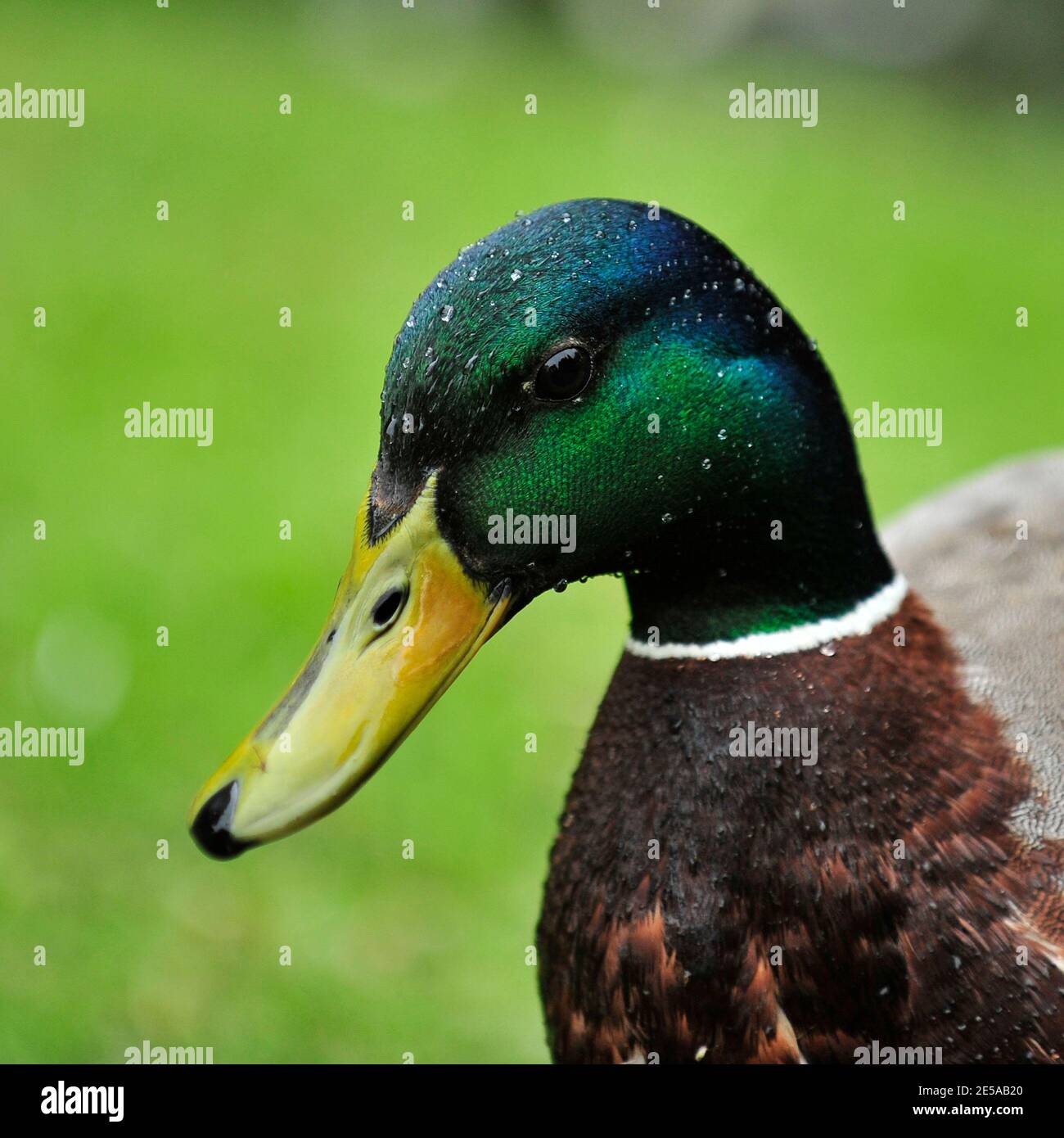 Mallard duck side view hi-res stock photography and images - Alamy