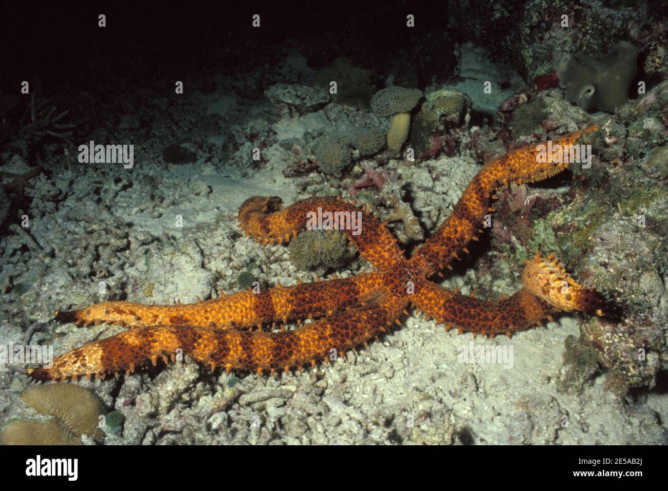 Mitrodia clavigera, nail sea star, Nagelspitzen-Seestern, Riesen ...