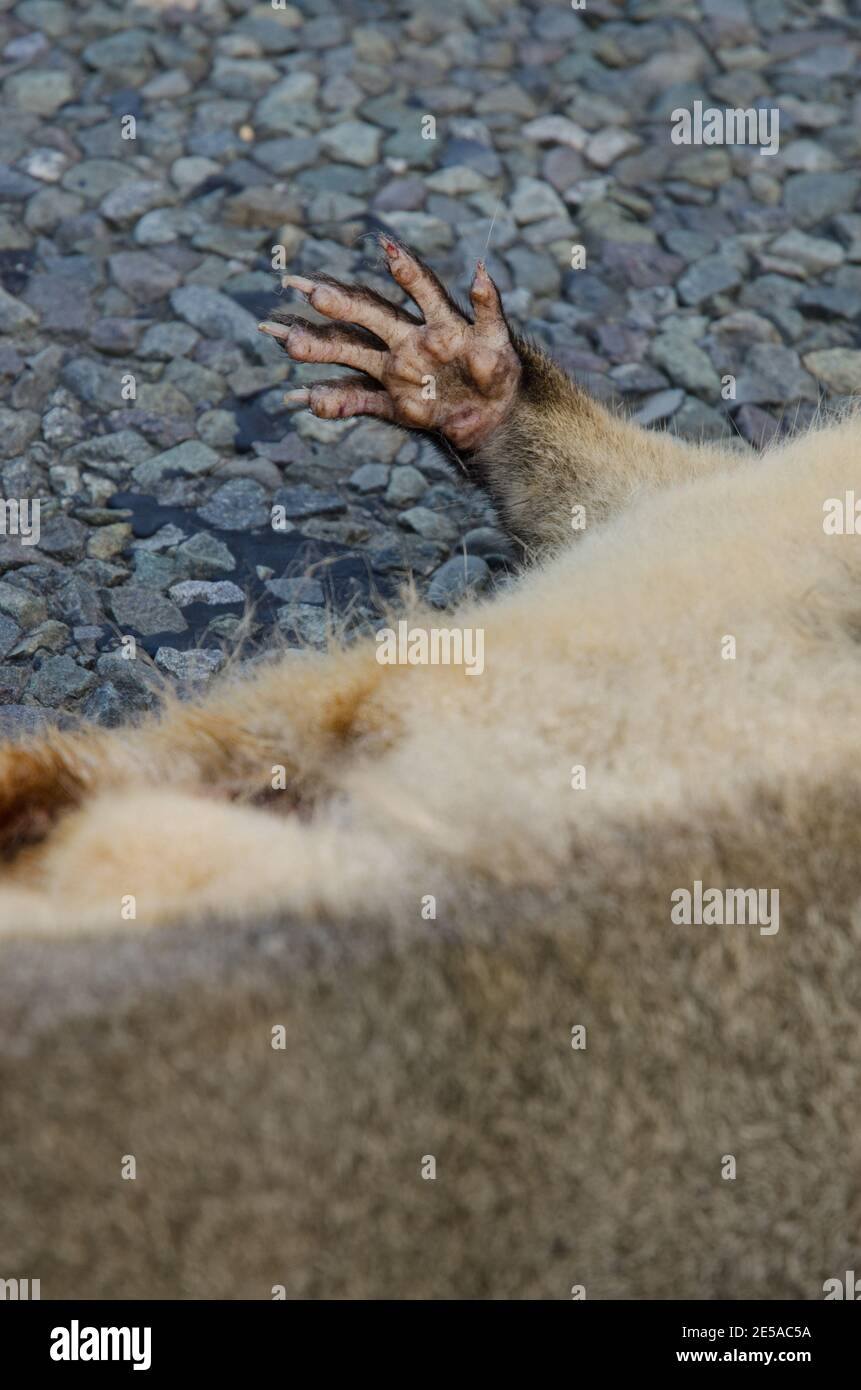 Detail of the front leg of a common brushtail possum Trichosurus ...