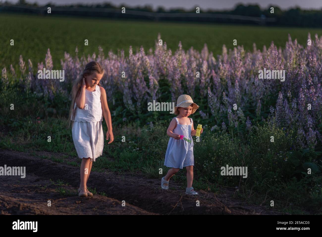 Two little girls in white sundresses are walking in the green field of blooming purple sage ...