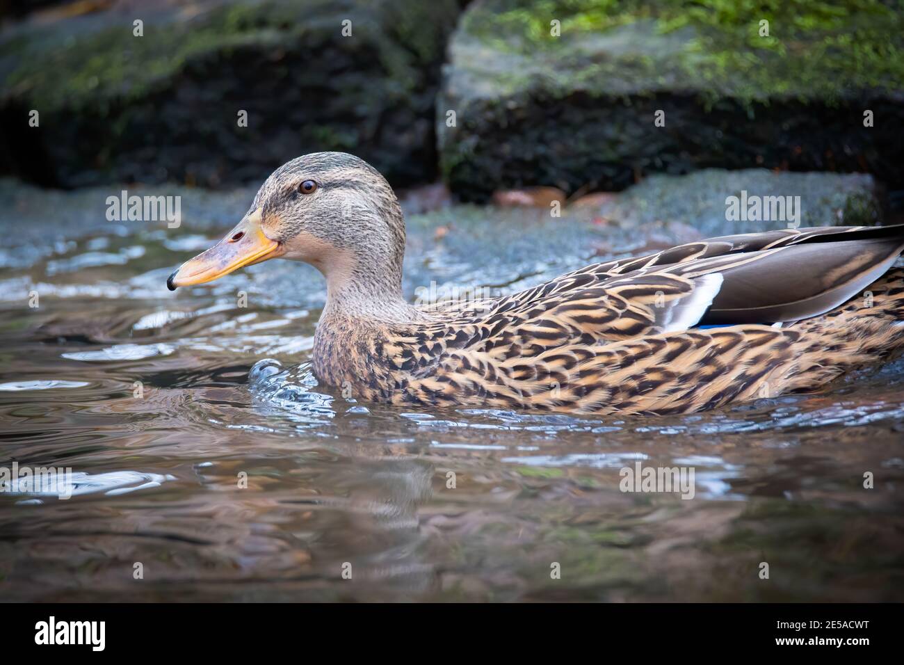 A male mallard takes an early spring swim, the best photo Stock Photo ...