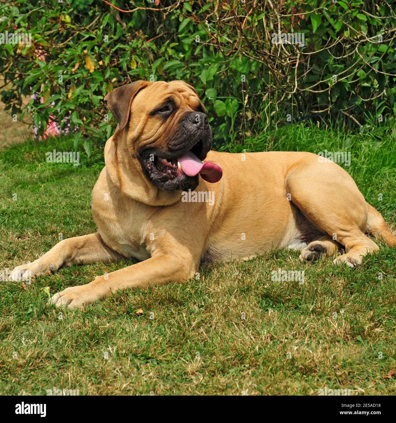 Bull Mastiff High Resolution Stock Photography and Images - Alamy