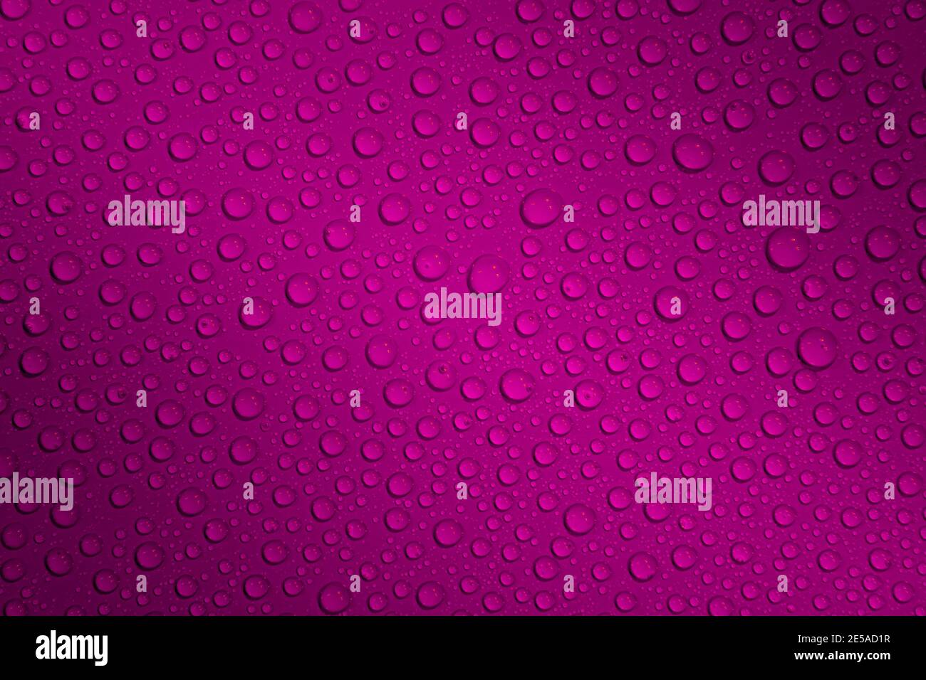 Wet with water drops dark pink background with gradient illumination at ...