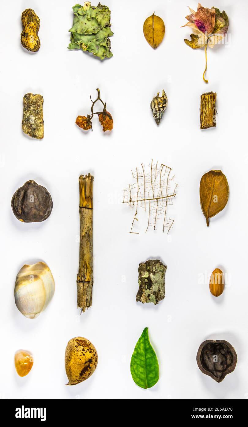 Collection of objects - stone, leaf, shell, moss, seed, dry flower, dry ...