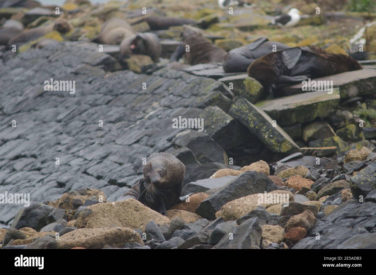 New Zealand fur seal Arctocephalus forsteri. Female scratching. Pilots ...