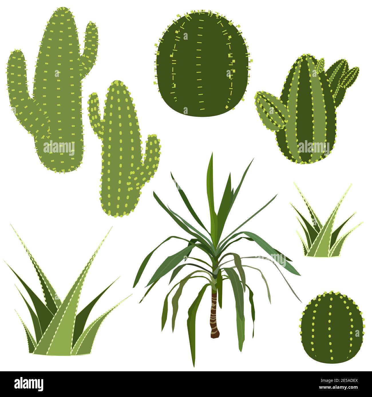 Cactus and yucca palm tree, exotic plant, botany vector illustration ...