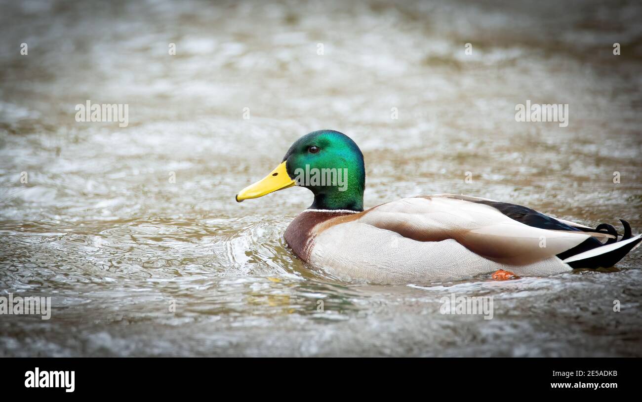 A male mallard takes an early spring swim, the best photo Stock Photo ...