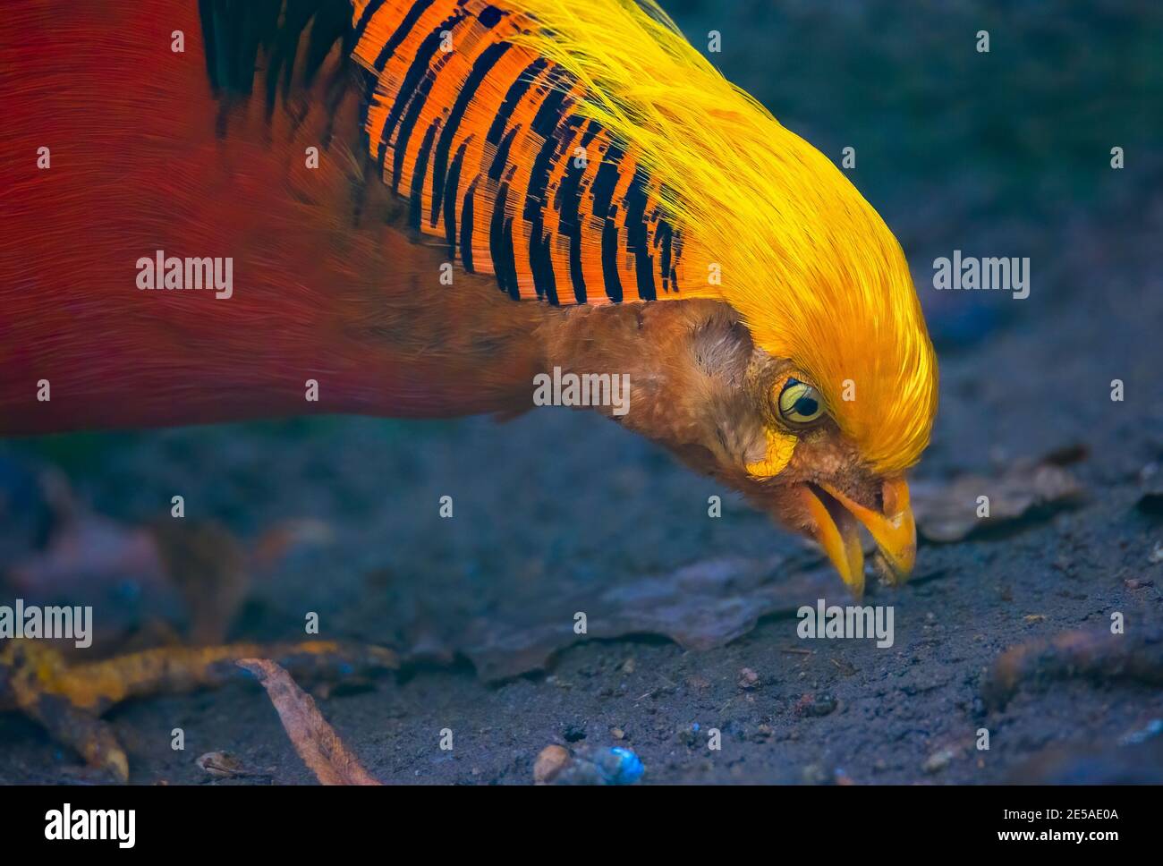 Male pheasant from natural hi-res stock photography and images - Alamy