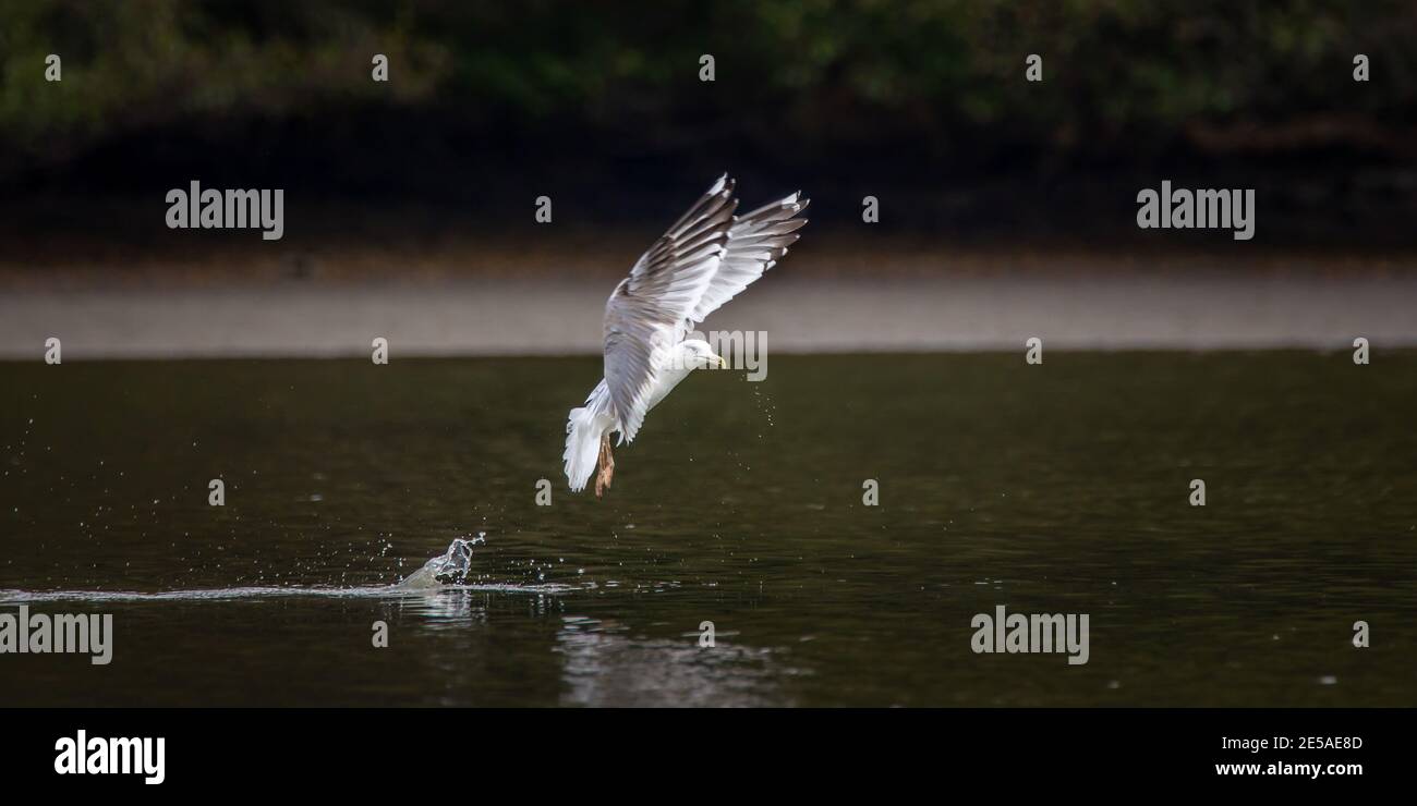 Wildlife background of Larus cachinnans seagull hunting on a pond ...