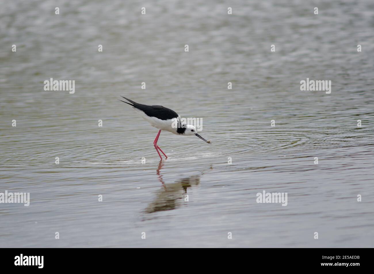 Pied stilt Himantopus leucocephalus catching a tunnelling mud crab ...