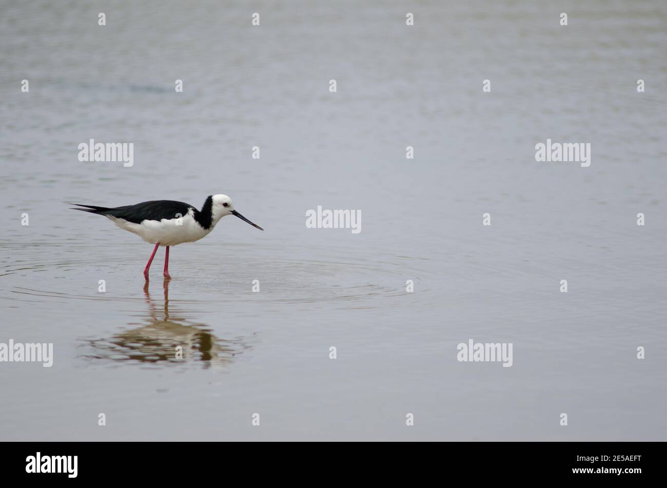 Pied stilt Himantopus leucocephalus with a tunnelling mud crab ...